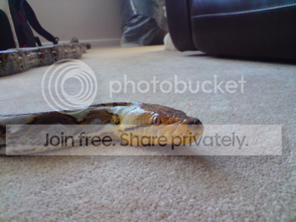 10 ft female ambon yelloew head retic with 5 ft viv. | Reptile Forums