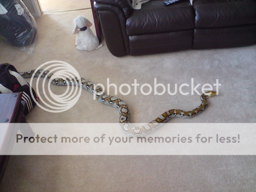 10 ft female ambon yelloew head retic with 5 ft viv. | Reptile Forums